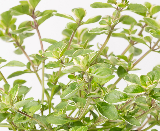 Hetty's Herbs & Plants » Thyme Foxley Hetty's Herbs & Plants » Thyme Foxley