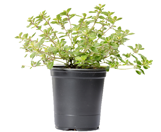 Hetty's Herbs & Plants » Thyme Foxley Hetty's Herbs & Plants » Thyme Foxley