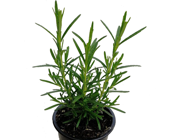 Hetty's Herbs & Plants Rosemary Pink | Hetty's Herbs & Plants
