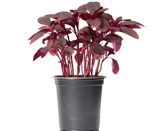 Hetty's Herbs & Plants Amaranth Red Army | Hetty's Herbs & Plants