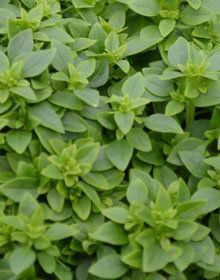 Hetty's Herbs & Plants Basil Sweet – Ocimum basilicum | Hetty's Herbs ...