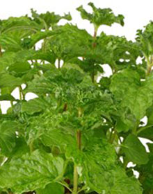 Hetty's Herbs & Plants » Chicory