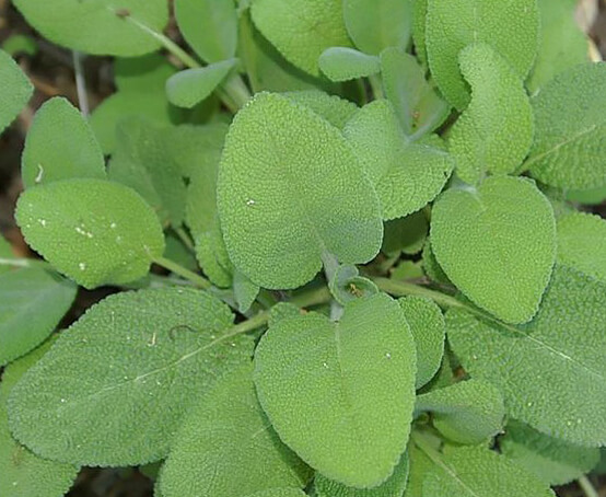 Hetty's Herbs & Plants » Sage Berggarten