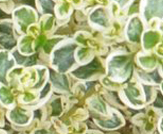 Hetty's Herbs & Plants Thyme Sparkling Bright | Hetty's Herbs & Plants Hetty's Herbs & Plants Thyme Sparkling Bright | Hetty's Herbs & Plants