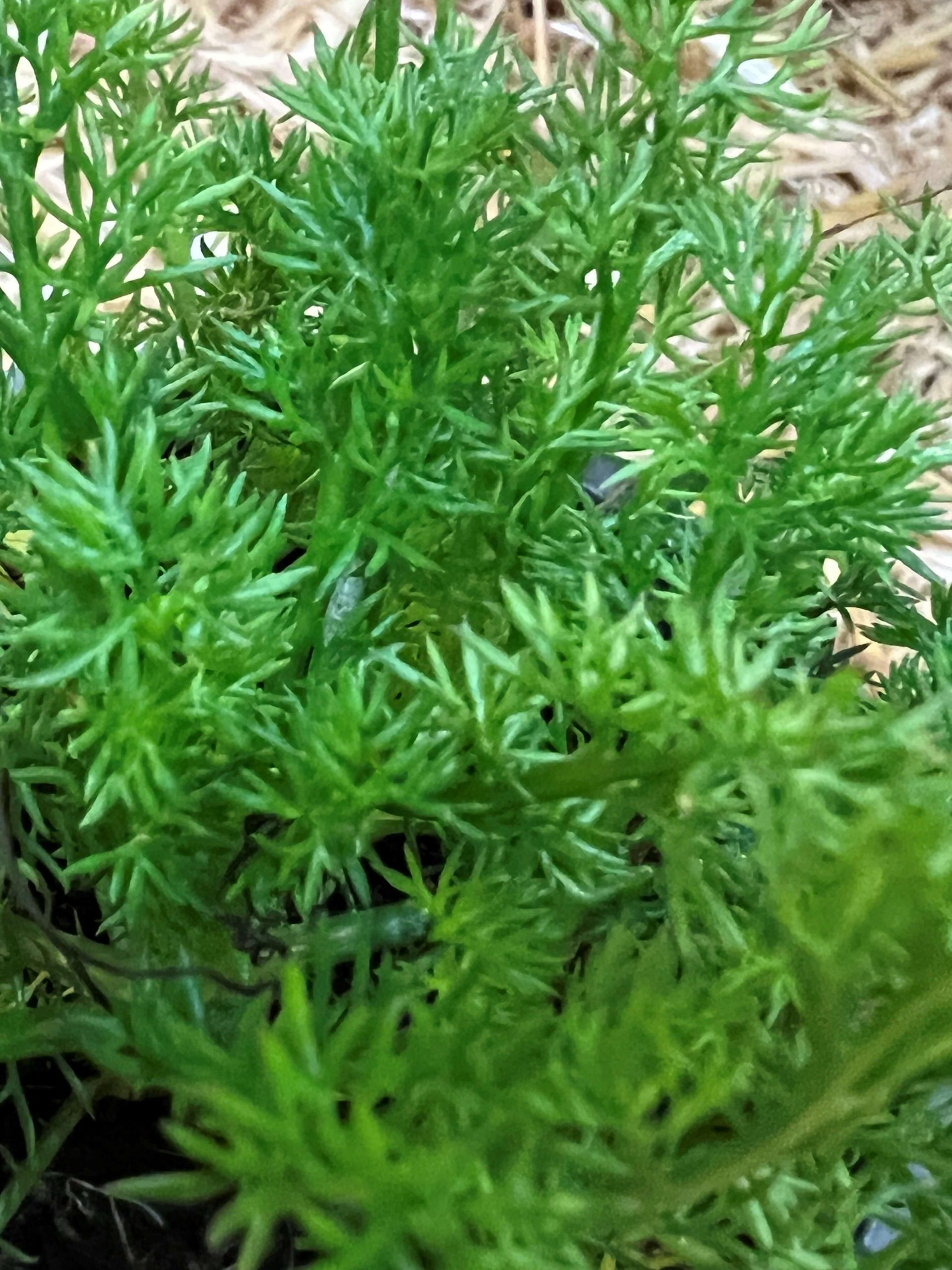 Hetty's Herbs & Plants Basil Sweet | Hetty's Herbs & Plants