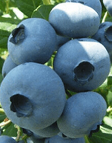 Hetty's Herbs & Plants Parsley French – Petroselinum Crispum Crispum ...